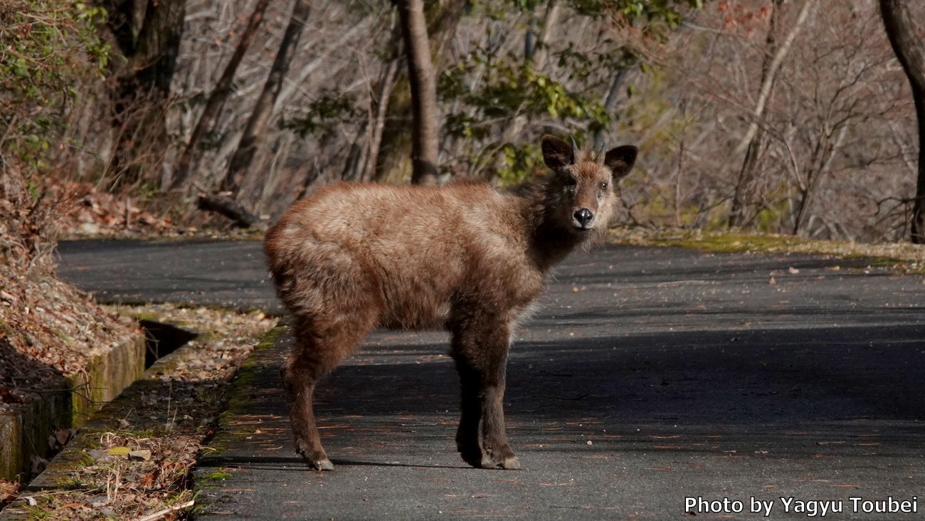 日本 文殊の森公園のカモシカ : とことん写真