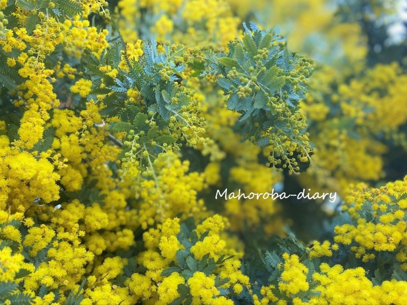 春の匂い : まほろば日記