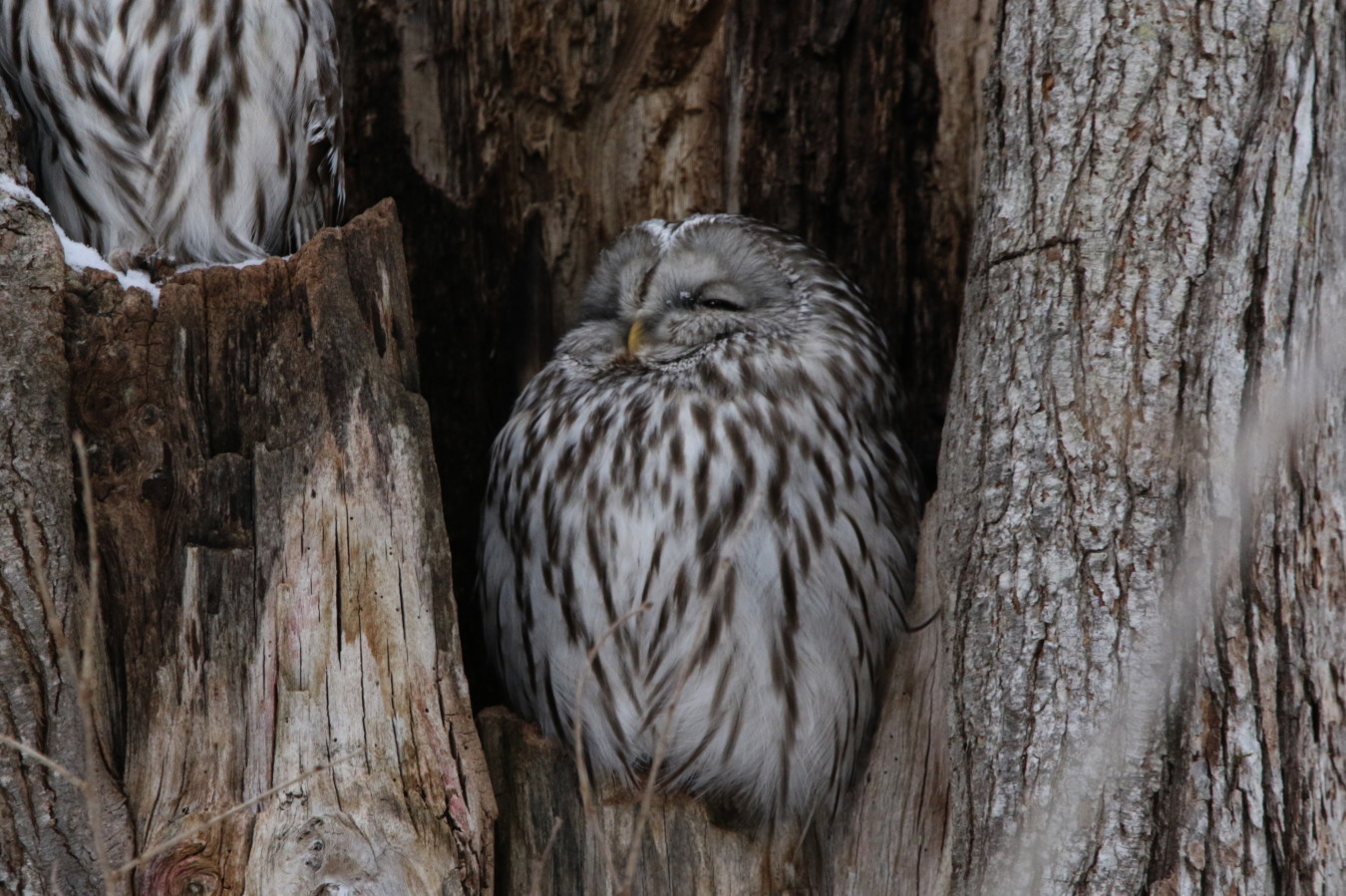 エゾフクロウ : 今日の鳥さんⅡ