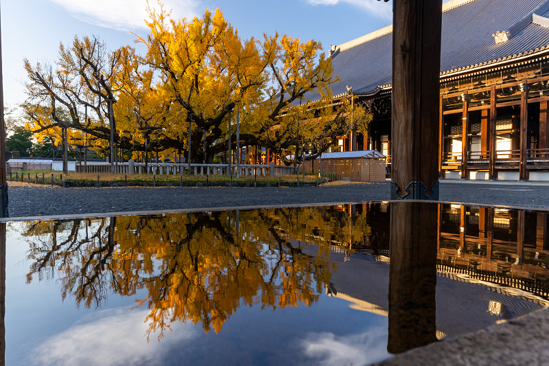 2020紅葉きらめく京都 水噴き銀杏（西本願寺） : 花景色－K.W.C. PhotoBlog