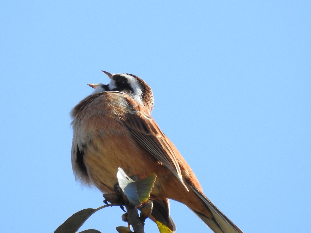 『長良川ふれあいの森の野鳥達～』 : 自然風の自然風だより