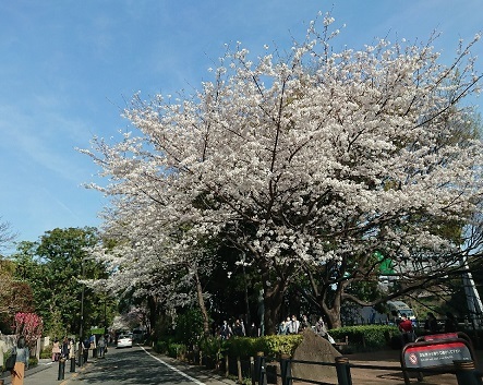 2021年 お花見 桜 と ありがとう : jujuの日々