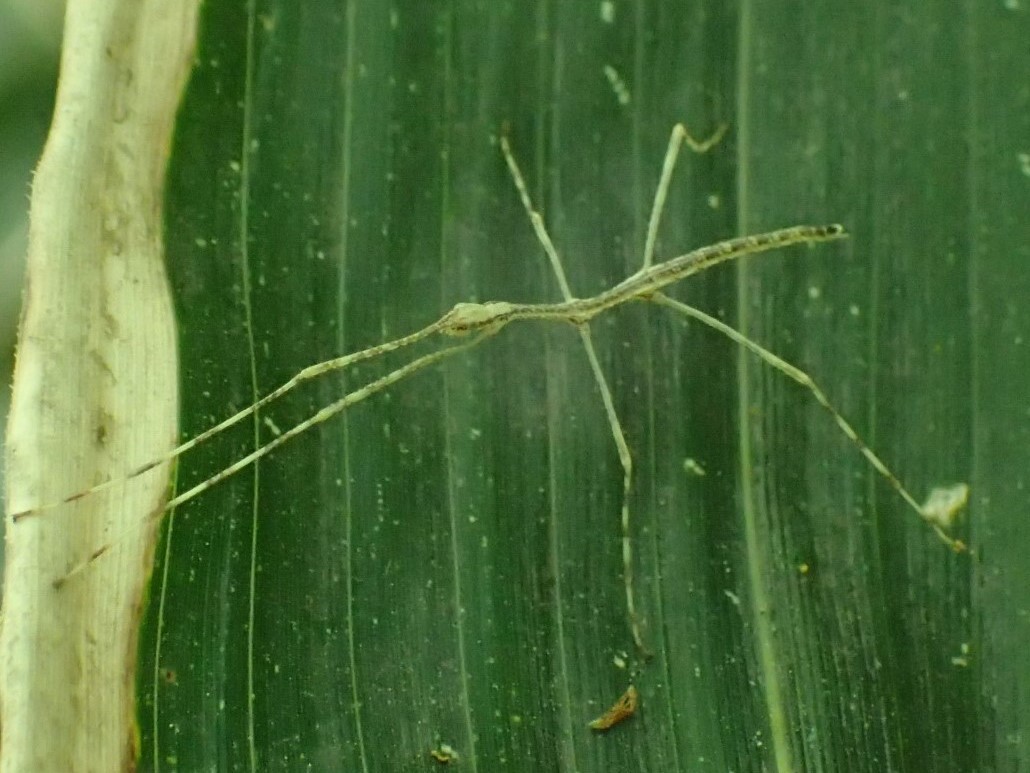 ナナフシの幼虫 Ramulus mikado : 写ればおっけー。コンデジで虫写真