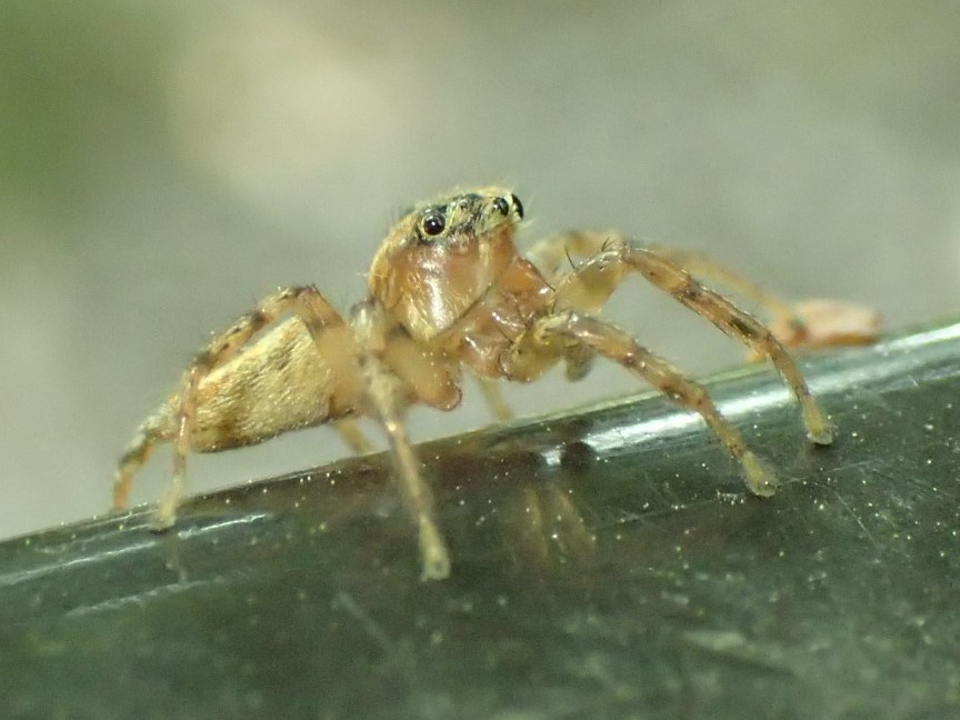 デーニッツハエトリのおす Plexippoides doenitzi : 写ればおっけー。コンデジで虫写真