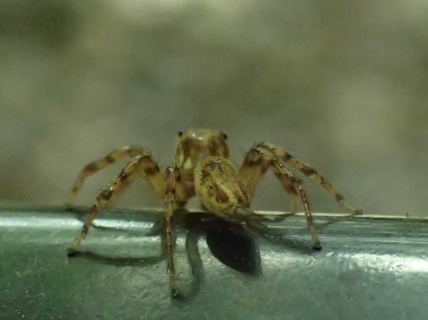 デーニッツハエトリのおす Plexippoides doenitzi : 写ればおっけー。コンデジで虫写真