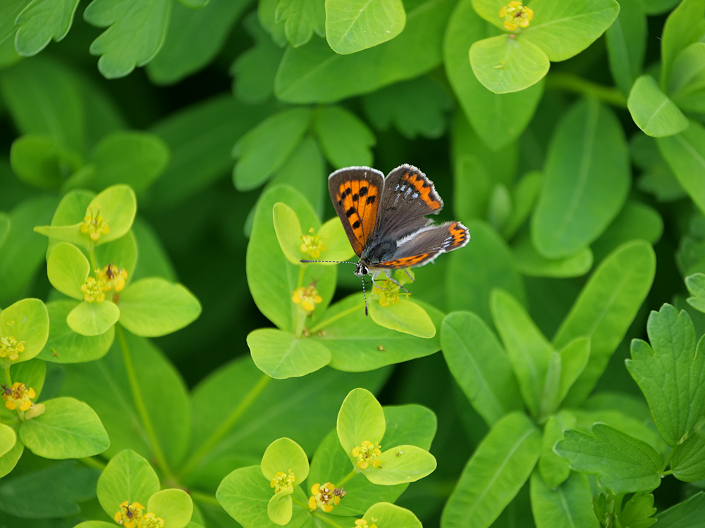 青鱗粉が広がったベニシジミ 他 : 風任せ自由人