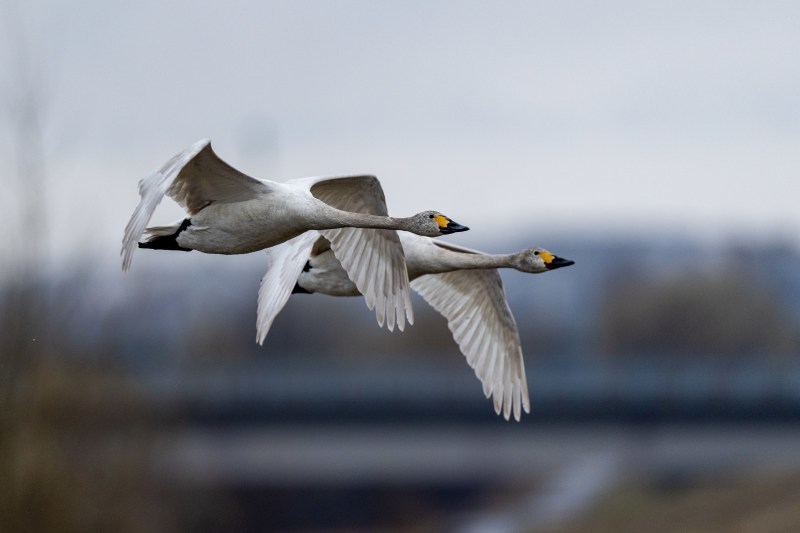 地元の渡りの中継地 : 南信州でバードウォッチング