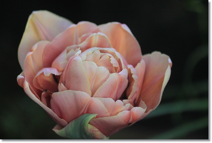 チューリップ ラ・ベルエポック : 小さな庭で