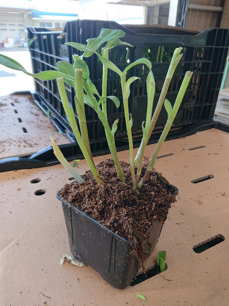 アルストロメリア苗入荷! : JA上伊那花き部会 最新ニュース アルストロメリア苗入荷! : JA上伊那花き部会 最新ニュース