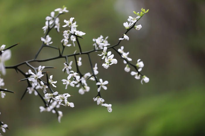 ♪～カラタチの花が咲いたよ～♪ : 四季の草花に魅せられて