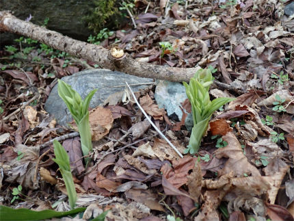 金山+水無（佐賀市三瀬村・糸島市） : 風来坊のアウトドアライフ