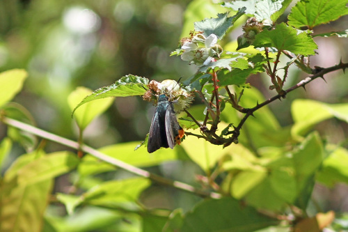 アオバセセリ 房総の渓谷で : 蝶のいる風景blog