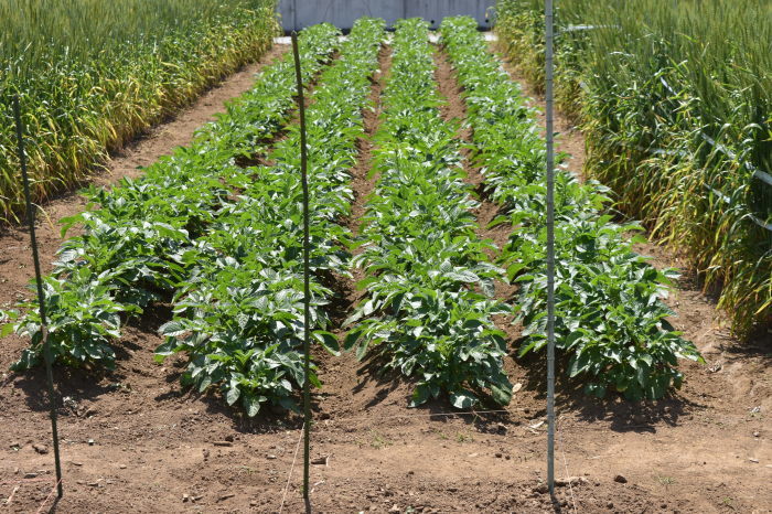 今年のじゃがいもは豊作確定。 : 甲府の野菜畑
