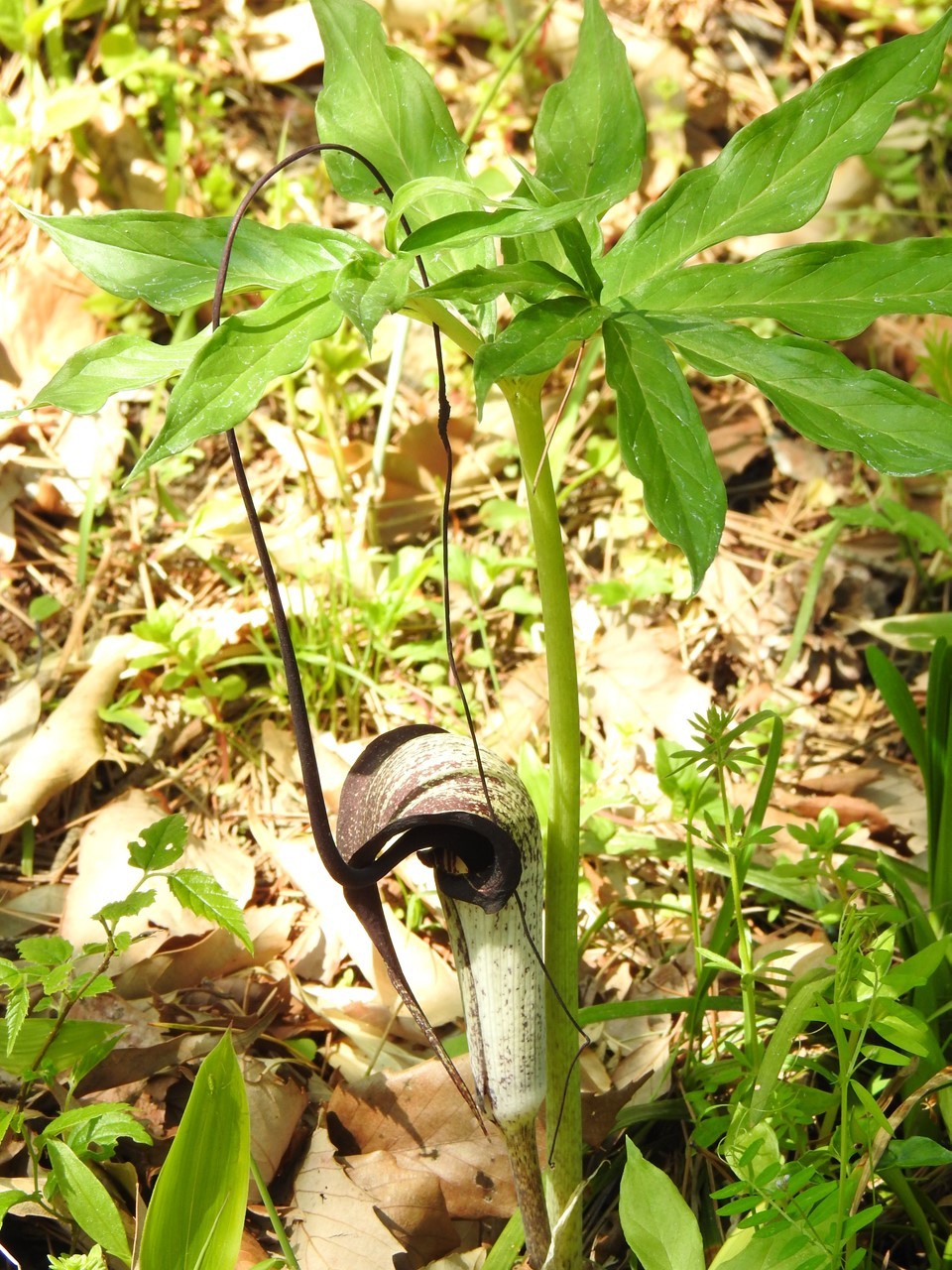 『浦島草(ウラシマソウ)や海老根(エビネ)や花筏(ハナイカダ)等の花達～』 : 自然風の自然風だより