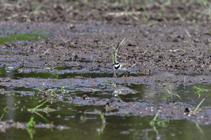 コチドリの採餌 : TOM'S Photo