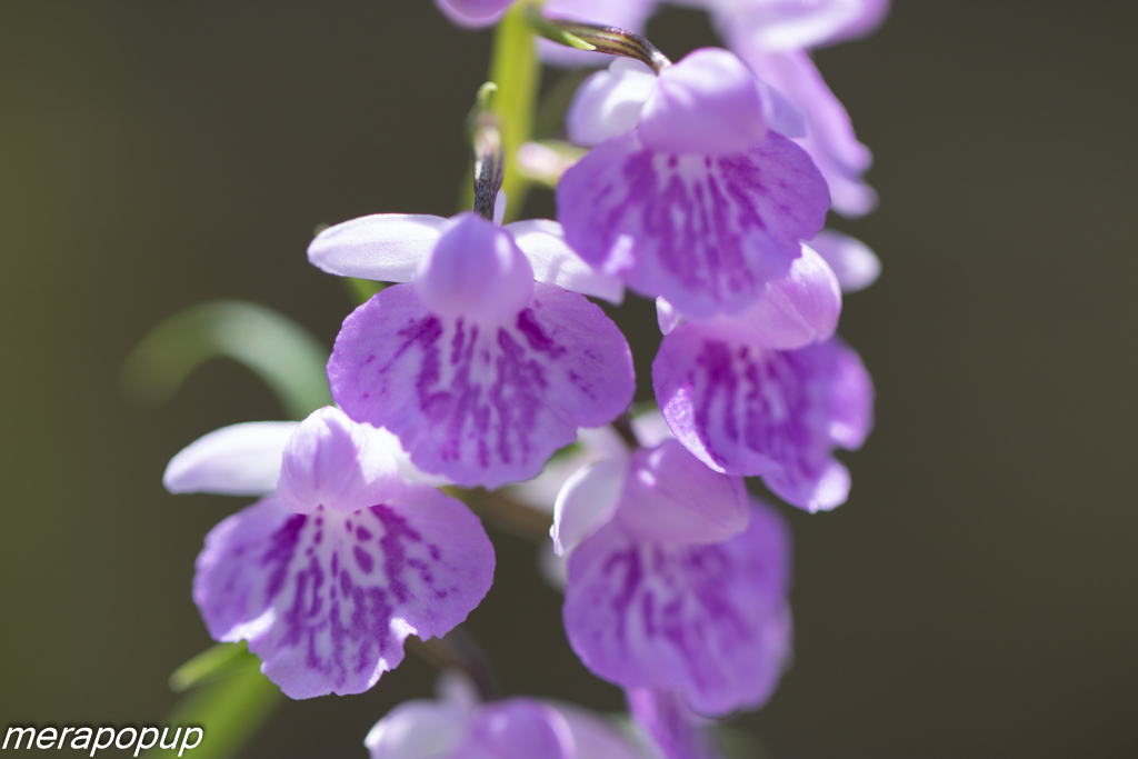 クロカミランの銘品 : The blog of meraki