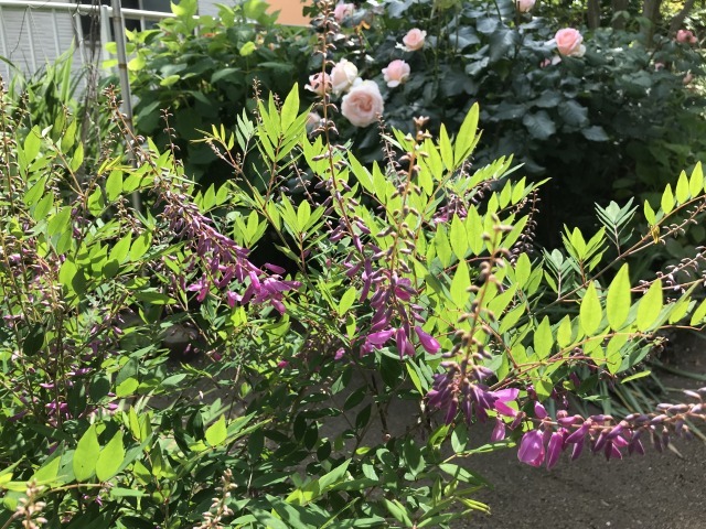 サンブカス・ブラックレース（西洋ニワトコ） : エンジョイライフ