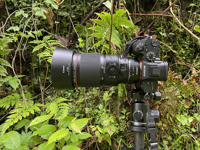 ムカシヤンマ 羽化撮影とSONY α7RIII+TS-E135mm F4L Macroテスト ムカシヤンマ 羽化撮影とSONY α7RIII+TS-E135mm F4L Macroテスト