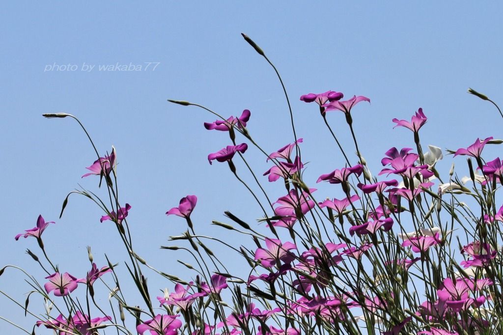 ムギセンノウが風に揺れて可愛い～♪ : 自然のキャンバス