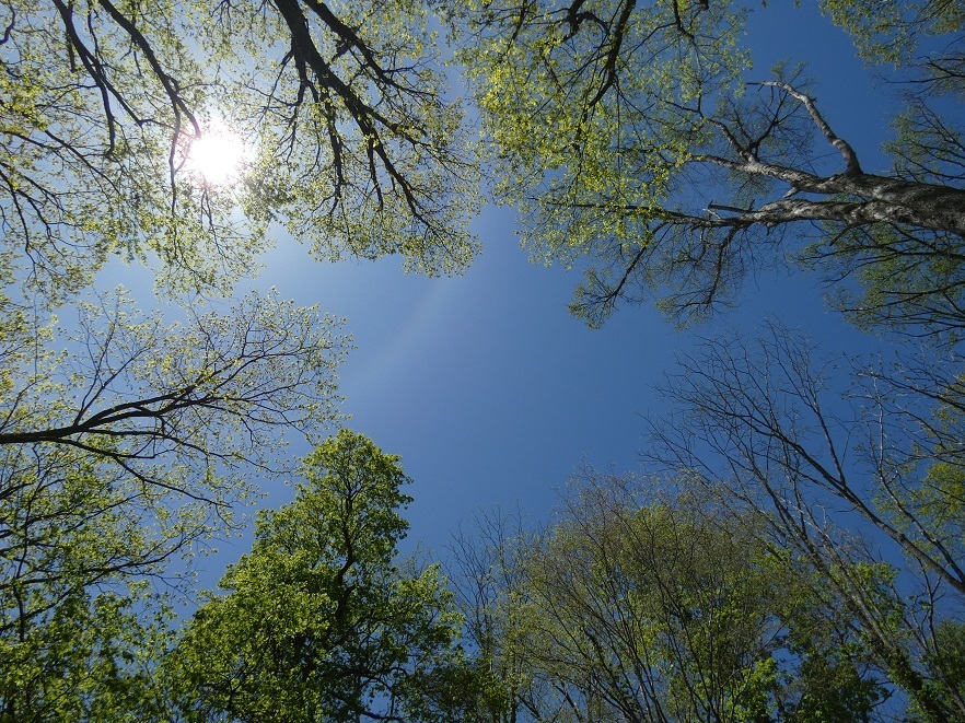勇気のある方はご覧ください。。。 : 村田ピアノ教室のブログ ～北海道旭川市より～