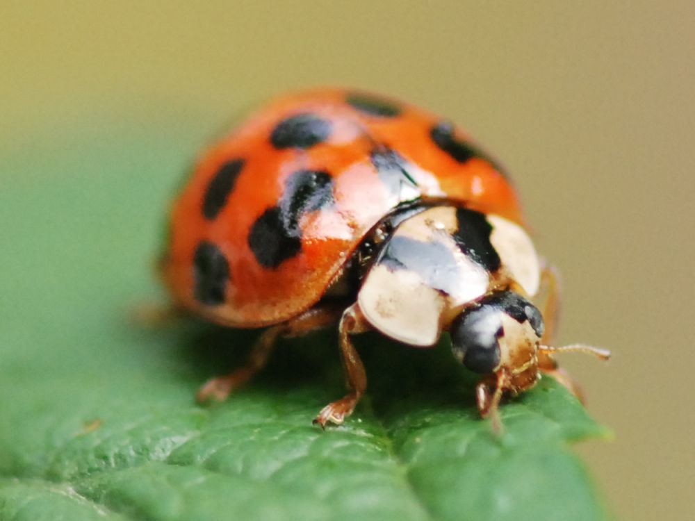 紅娘 : 万葉集の世界