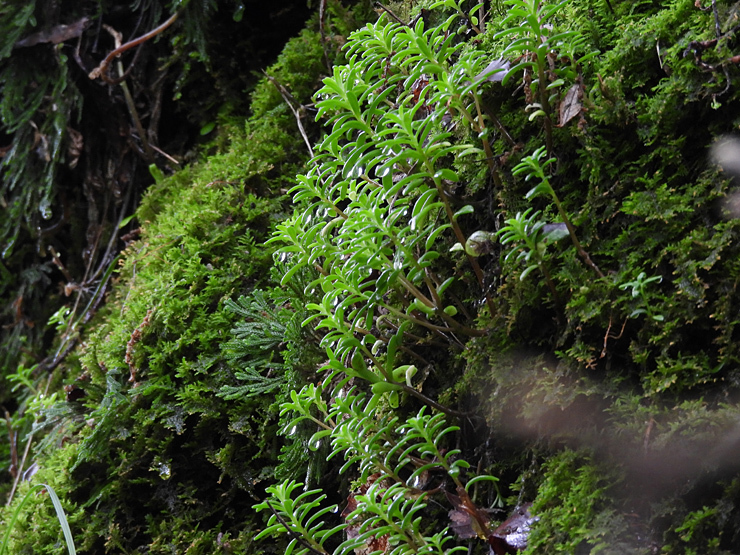 梅雨晴の立久恵峡①＊イワナデシコ＊ : 清治の花便り
