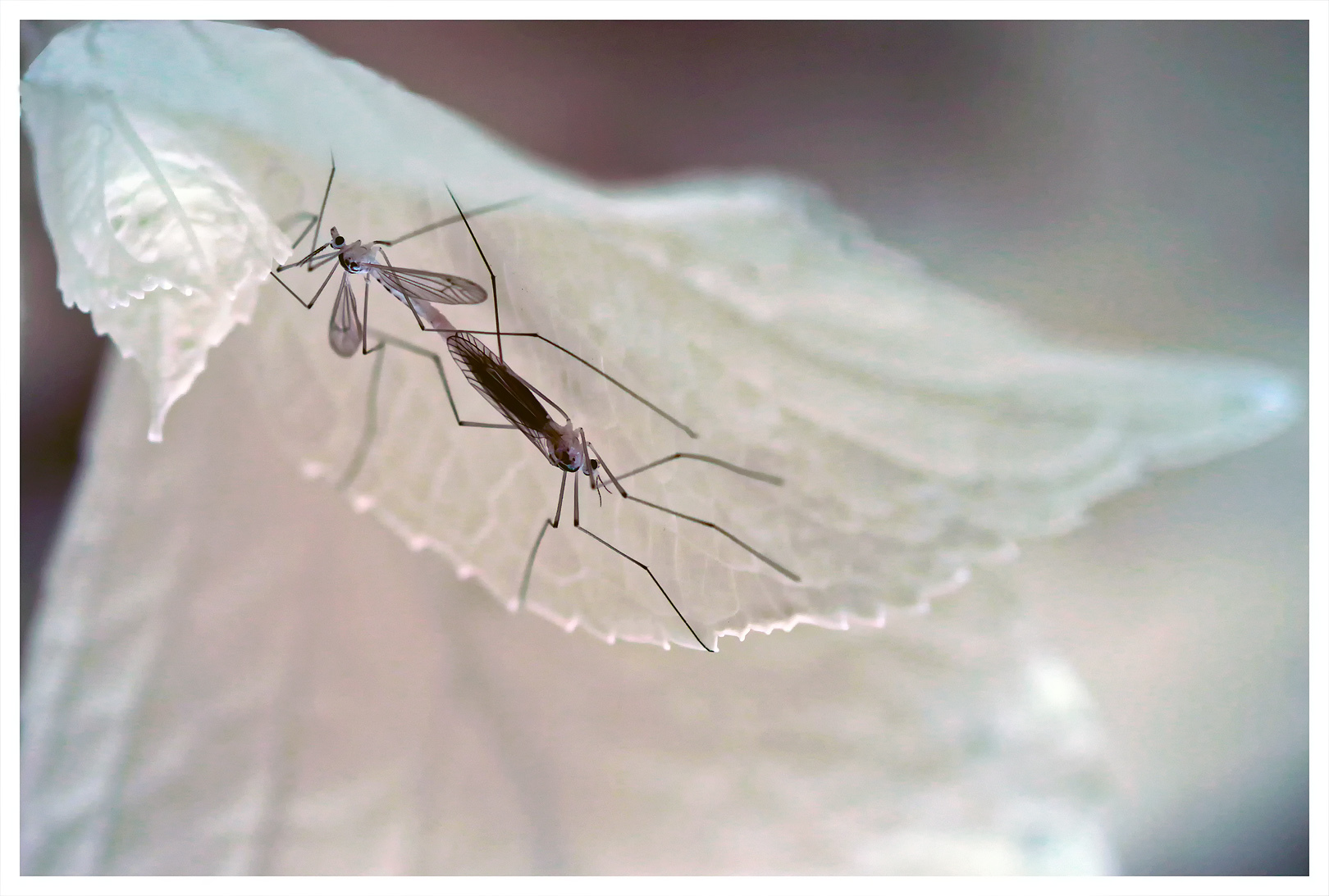 Infrared insects : コバチャンのBLOG