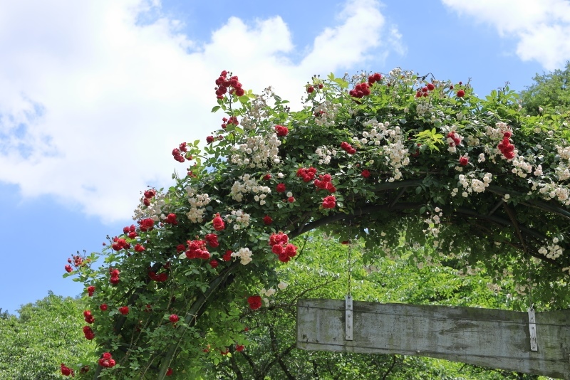 滝ノ入ローズガーデン : 四季折々