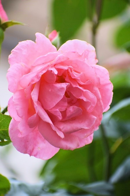 「めでたしめでたし」とかかりつけ医 バラ : 前を向いて「ひまわり」