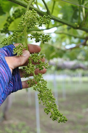 シャインマスカットの花、開花。「房作り」 : 土屋ぶどう園