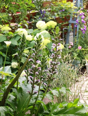 ハニーサックル 「ミントクリスプ」 : Soleilの庭あそび・・・布あそび♪