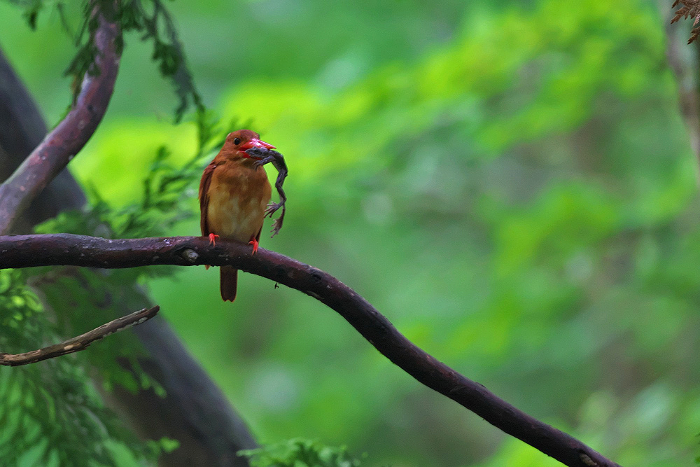 十二湖のアカショウビン その1 : 今日も鳥撮り