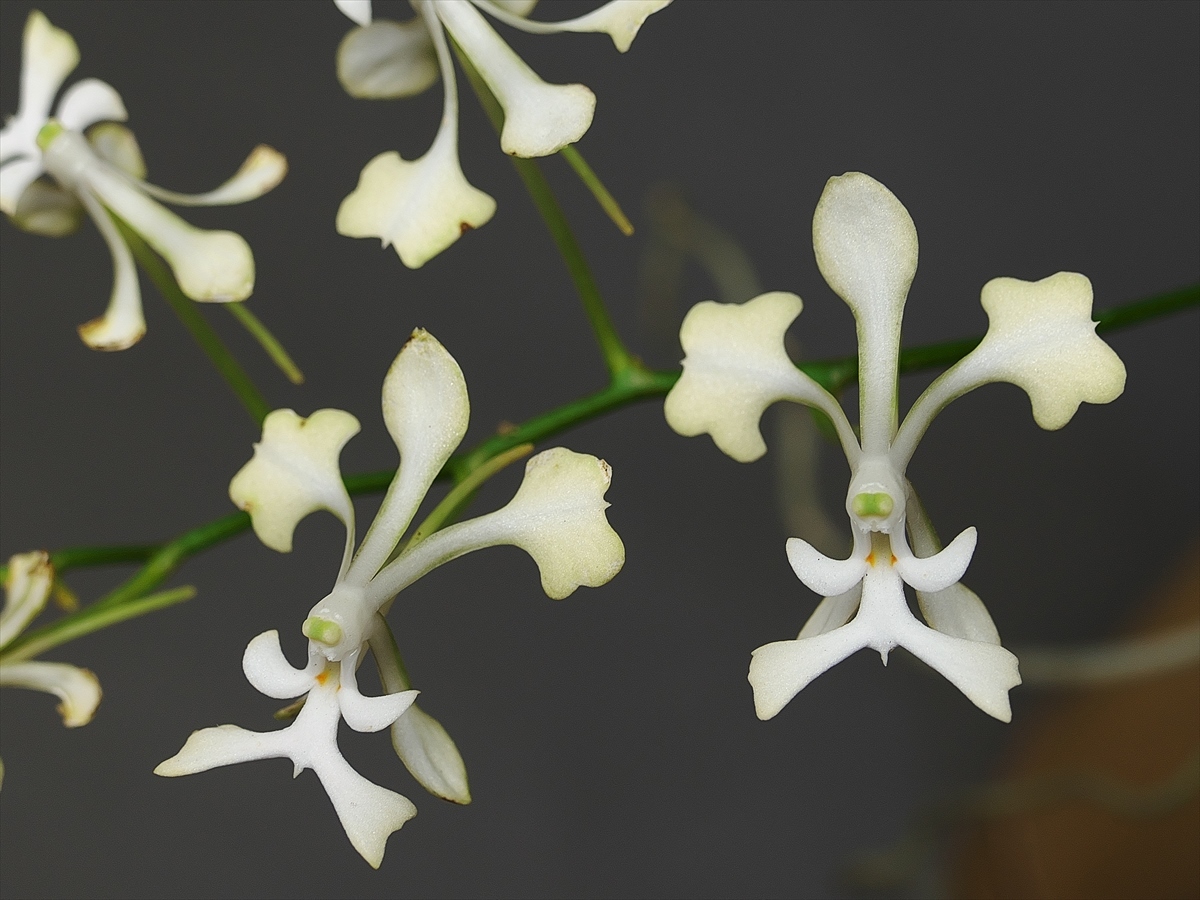 Cryptopus elatus : 花咲かじいちゃん洋らん栽培