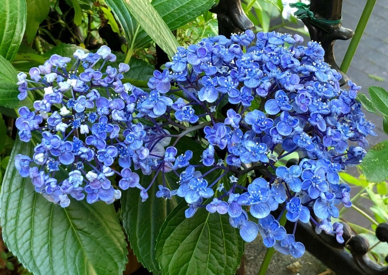 『青 』一番好きな色 - 父はいつも穏やかな笑顔だった - : 風のとおる家から