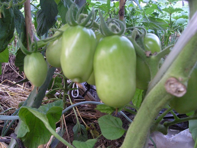 トマト 新品種を栽培してみた。 : 阿蘇が大好き