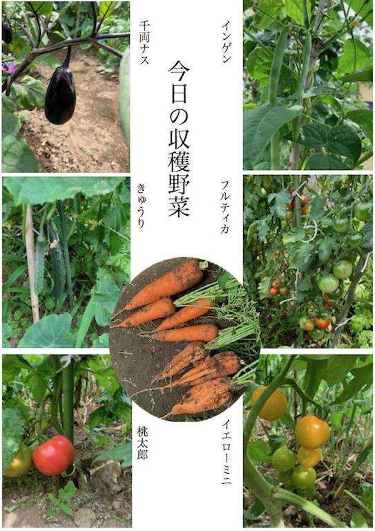 夏野菜の収穫 : 光さんの日常2