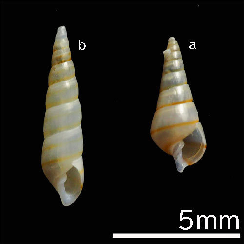 クチキレガイ ・ スジイリクリムシクチキレ : 福井の打上げ貝