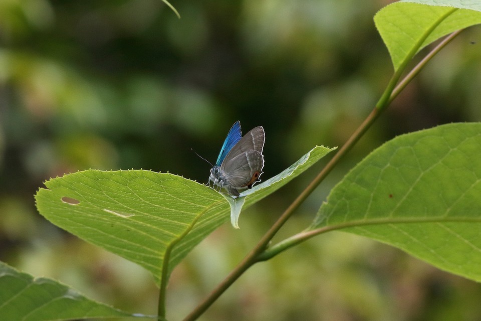 エゾミドリシジミ、メスアカミドリシジミ : 蝶 探索･撮影記