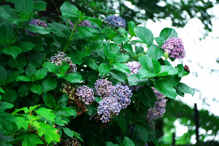 幸手市 権現堂のアジサイ1 : 写真とパピオン大好き3