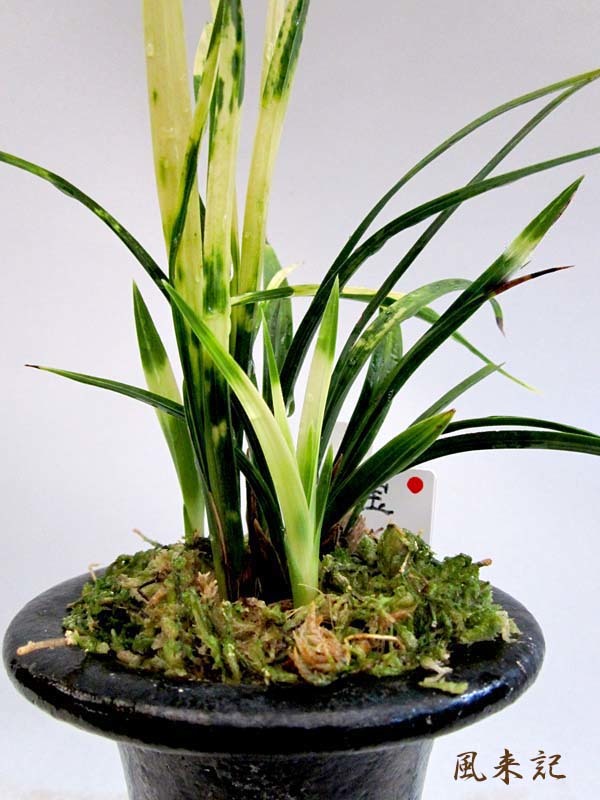 天星宝 No.2107 : 東洋蘭風来記奥部屋