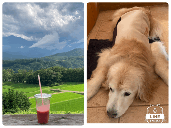 急に真夏日？ : 八ヶ岳南麓週末日記＋α