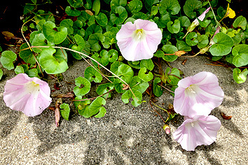 メガジャーナル : 鶏肋雑記