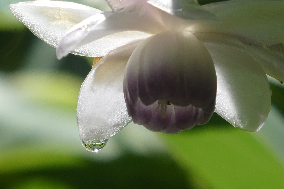 御岳山のレンゲショウマ : そらいろのパレット