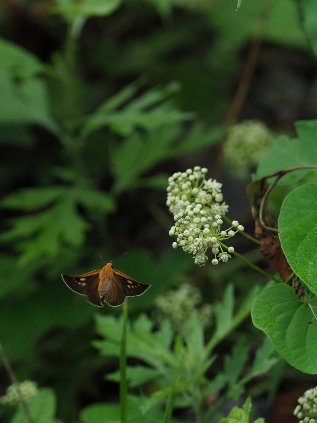 その他 五目撮り : 自然を楽しむ