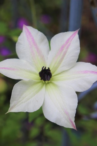 ホソボソと咲き出したクレマチス : ペコリの庭と今日もニコ