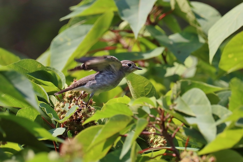 新作です、、 : ぶらり探鳥