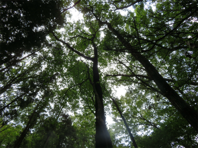 むしとりだいすき