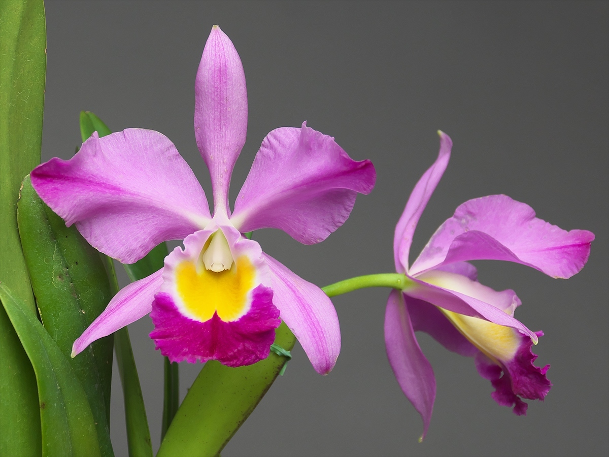 Home & Hobby eldorado 'M Ito' C Craft Supplies & Tools etna.com.pe