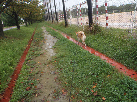 雨散歩とかくれんぼ : お気楽日和