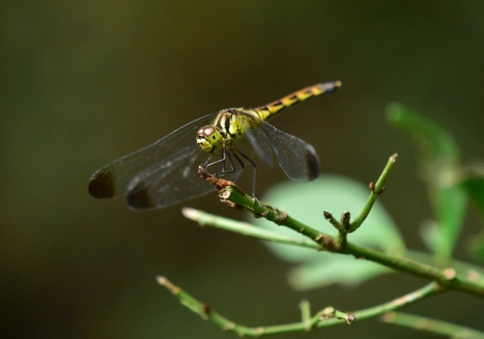 加茂のトンボ （トンボ狂会）